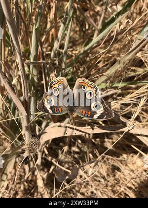 Gray Buckeye (Junonia grisea), Insecta, Sandy Wool Lake, Milpitas, CA ...