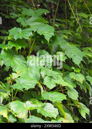 Formosana begonia (Begonia formosana), Plantae, 三芝區 Stock Photo - Alamy
