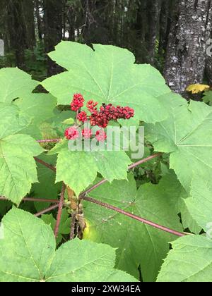 Devil's Club (Oplopanax horridus) Plantae Stock Photo - Alamy