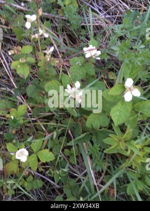 Common Dewberry (Rubus flagellaris) Plantae Stock Photo - Alamy