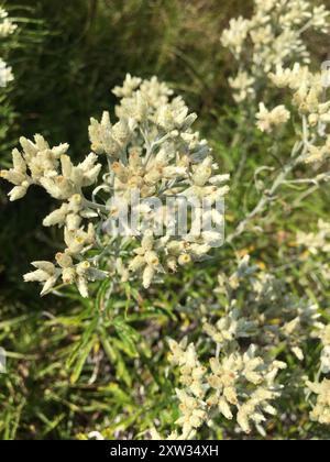 sweet everlasting (Pseudognaphalium obtusifolium) Plantae Stock Photo ...