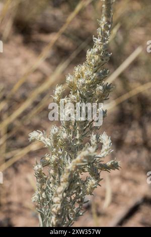 Winterfat (Krascheninnikovia lanata) Plantae Stock Photo - Alamy