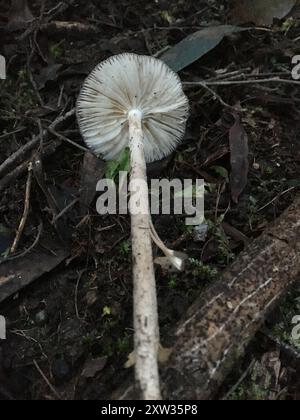 (Oudemansiella gigaspora) Fungi Stock Photo - Alamy