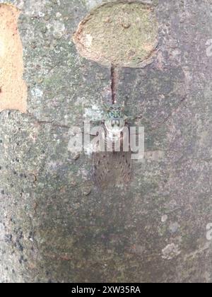 Robust Cicada (Hyalessa maculaticollis) Insecta Stock Photo - Alamy