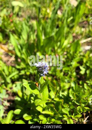 American alpine speedwell (Veronica wormskjoldii) Plantae Stock Photo ...