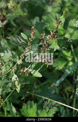 Clustered Dock (Rumex conglomeratus) Plantae Stock Photo - Alamy