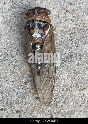 Plains Cicada (Megatibicen dealbatus) Insecta Stock Photo - Alamy