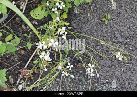 Jointed Charlock (Raphanus raphanistrum) Plantae Stock Photo - Alamy