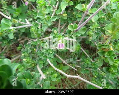 (Justicia simplex) Plantae Stock Photo - Alamy