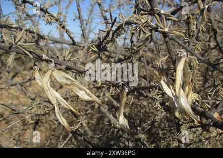 Kalahari Gold (Rhigozum brevispinosum) Plantae Stock Photo - Alamy