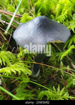 Shining Pinkgill (Entoloma nitidum) Fungi Stock Photo - Alamy