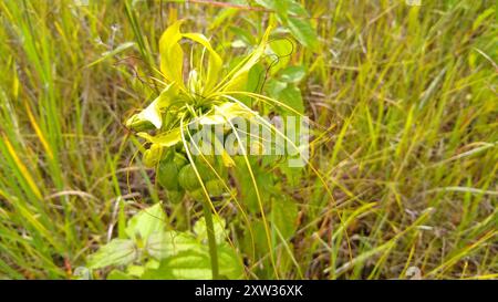 Polynesian Arrowroot (Tacca leontopetaloides) Plantae Stock Photo - Alamy
