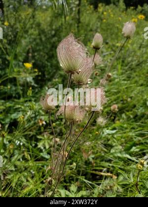 prairie smoke (Geum triflorum) Plantae Stock Photo - Alamy