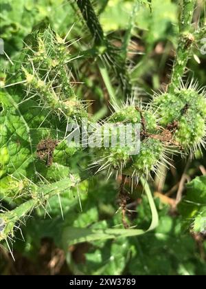 Texas Bull Nettle (Cnidoscolus texanus) Plantae Stock Photo - Alamy