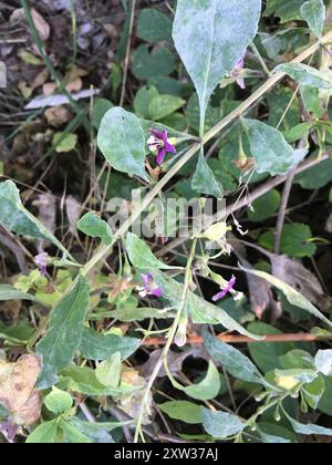 Chinese teaplant (Lycium chinense), Plantae, 台灣嘉義縣 Stock Photo - Alamy