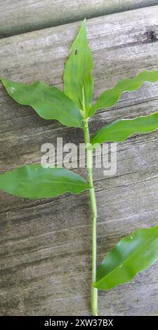 Basket Grass (Oplismenus hirtellus) Plantae Stock Photo - Alamy