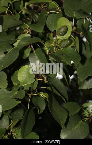 Italian alder (Alnus cordata) Plantae Stock Photo - Alamy