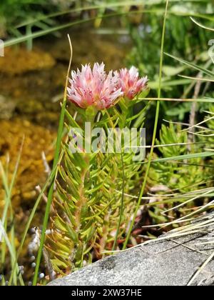 Queen's Crown (Rhodiola rhodantha) Plantae Stock Photo - Alamy