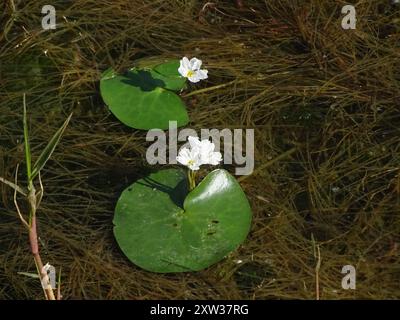 crested floating-heart (Nymphoides hydrophylla) Plantae Stock Photo - Alamy