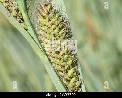 Nebraska sedge (Carex nebrascensis) Plantae Stock Photo - Alamy