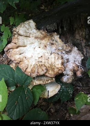 Northern Tooth (Climacodon septentrionalis) Fungi Stock Photo - Alamy