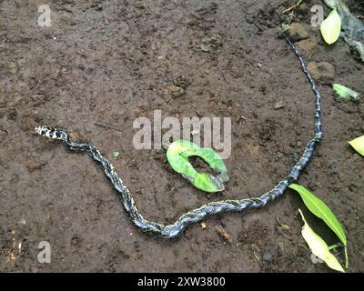 Chicken Snake (Spilotes pullatus) Reptilia Stock Photo - Alamy