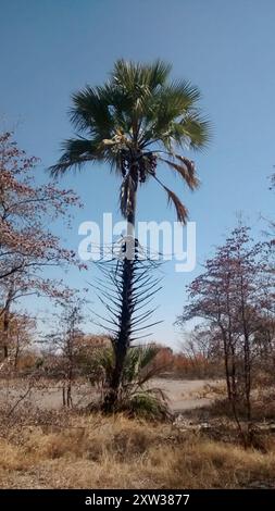 Makalani Palm (Hyphaene petersiana) Plantae Stock Photo - Alamy