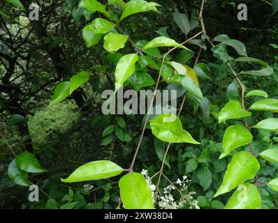 Nilgiri Privet (Ligustrum robustum perrottetii) Plantae Stock Photo - Alamy
