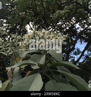 potato tree (Solanum erianthum) Plantae Stock Photo - Alamy