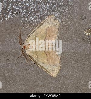 Sharp-lined Yellow (Sicya macularia) Insecta Stock Photo - Alamy
