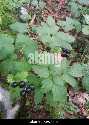 Eurasian baneberry (Actaea spicata) Plantae Stock Photo - Alamy