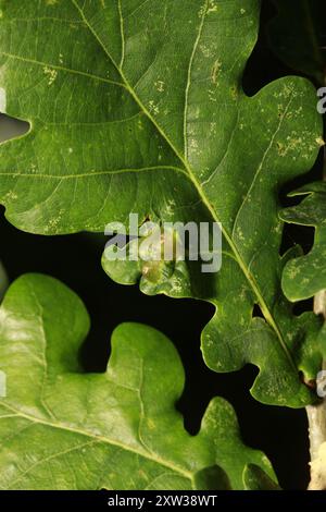 Oak Curved-leaf Gall Wasp (Andricus curvator) Insecta Stock Photo - Alamy