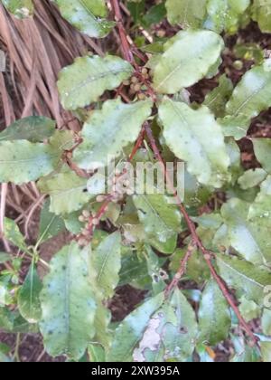 Māpou (Myrsine australis) Plantae Stock Photo - Alamy