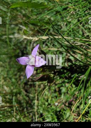 field gentian (Gentianella campestris) Plantae Stock Photo - Alamy