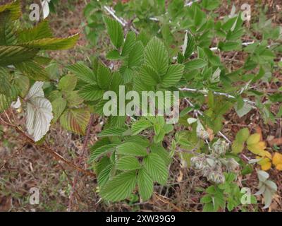 Ceylon Raspberry (Rubus niveus) Plantae Stock Photo - Alamy