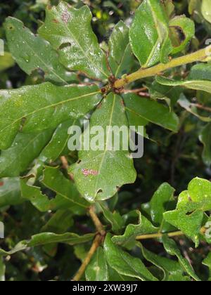 Chapman's Oak (Quercus chapmanii) Plantae Stock Photo - Alamy