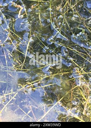 coontail (Ceratophyllum demersum) Plantae Stock Photo - Alamy