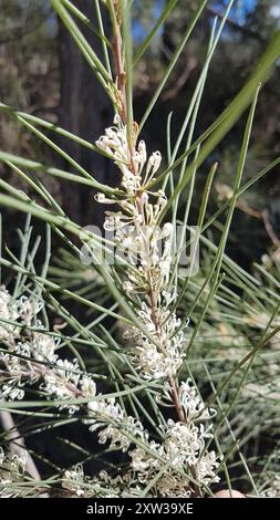 Pincushion trees (Hakea) Plantae Stock Photo - Alamy