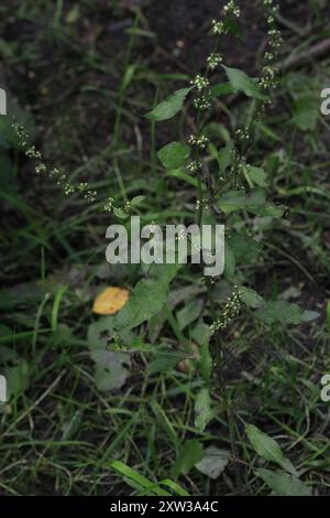 Clustered Dock (Rumex conglomeratus) Plantae Stock Photo - Alamy
