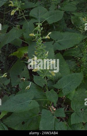 Sticky Sage (Salvia glutinosa) Plantae Stock Photo - Alamy
