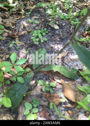 Tall Elephant's-foot (Elephantopus elatus) Plantae Stock Photo - Alamy