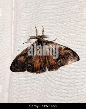 Douglas-fir tussock moth (Orgyia pseudotsugata) Insecta Stock Photo - Alamy