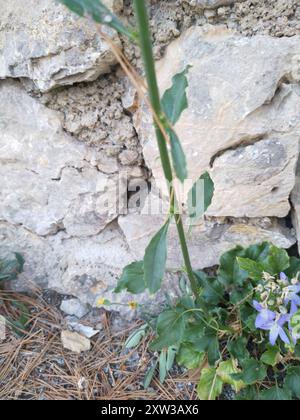 Chimney Bellflower (Campanula pyramidalis) Plantae Stock Photo - Alamy
