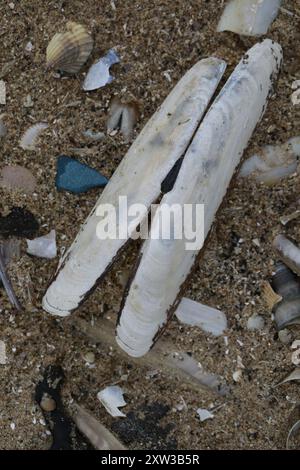 Pod Razor (Pharus legumen), Mollusca, Crosby Coastal Park, Marine ...