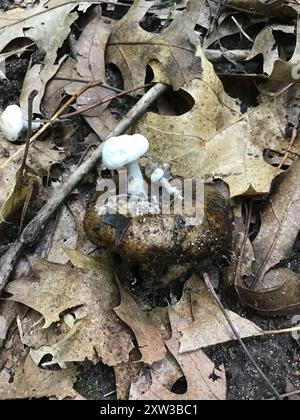 Powder Cap (Asterophora lycoperdoides) Fungi Stock Photo - Alamy
