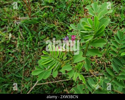 Purple Hoarypea (Tephrosia purpurea) Plantae Stock Photo - Alamy