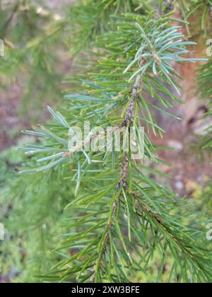 Engelmann spruce (Picea engelmannii) Plantae Stock Photo - Alamy