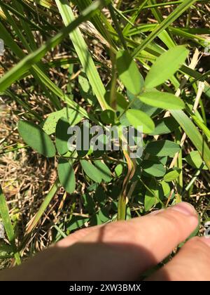 Spiked Hoarypea (Tephrosia spicata) Plantae Stock Photo - Alamy