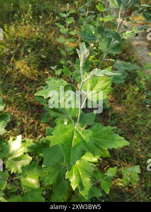white poplar (Populus alba) Plantae Stock Photo - Alamy