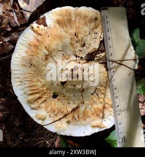 Short-stemmed Russula (Russula brevipes) Fungi Stock Photo - Alamy
